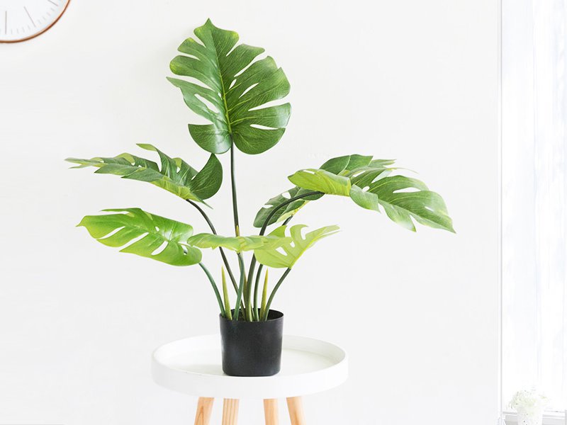 60cm Potted Artificial Monstera Plant @ Crazy Sales - We have the best ...