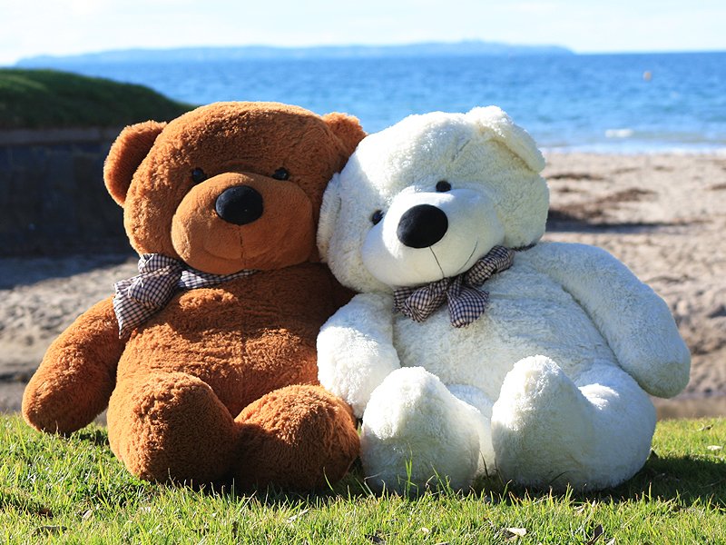 Super Cute Giant Teddy Bear 1.8M Tall @ Crazy Sales - We have the best ...